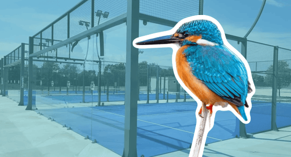 Las canchas de pádel están provocando la muerte de cientos de aves y ...