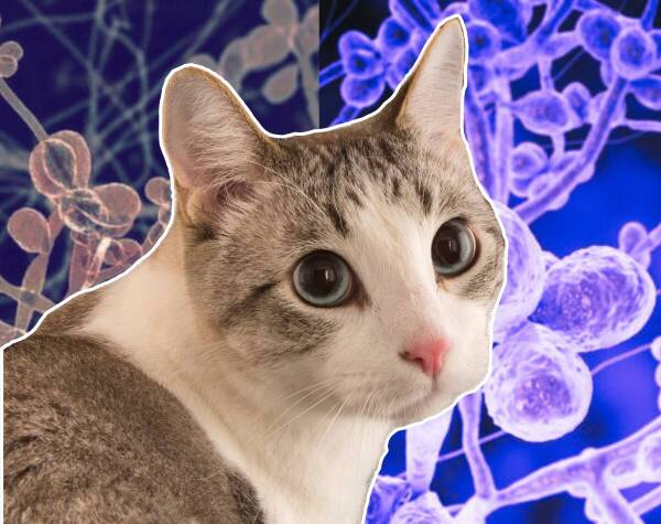 Un hongo que afecta a gatos y puede ser transmitido a humanos es ...