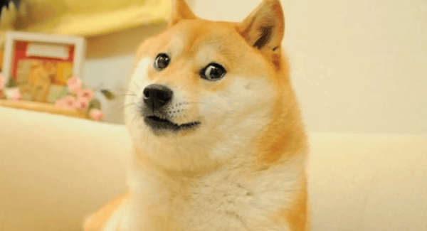 A los 19 años muere Kabo-chan, la perrita japonesa que inspiró el meme Doge